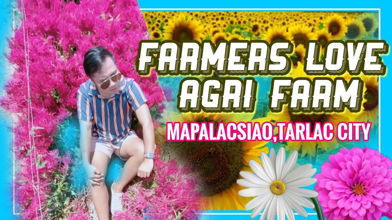 FARMERS LOVE AGRI FARM MAPALACSIAO, TARLAC CITY SUNFLOWER GARDEN - YouTube