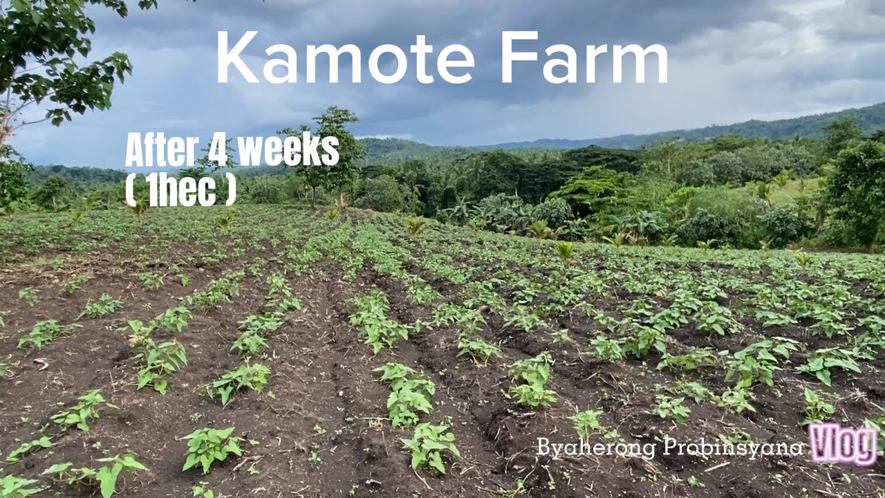 Ep 23| Kamote Farming - YouTube