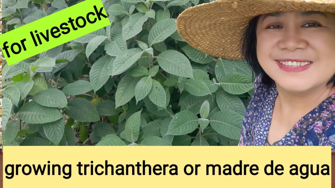 growing trichanthera for livestock - YouTube