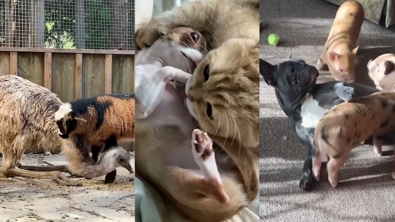 🐯"Epic Animal Pranks: You Won't Believe 🐆 What Happens Next! Part33 ...