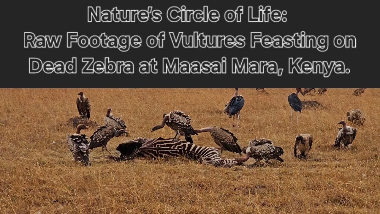 Nature's Circle of Life: Raw Footage of Vultures Feasting on Dead Zebra ...
