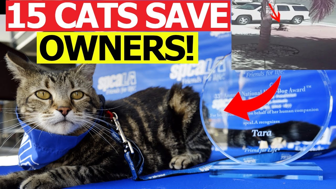 15 HERO Cats Who Saved The Humans They Love! You've Never Seen Before ...