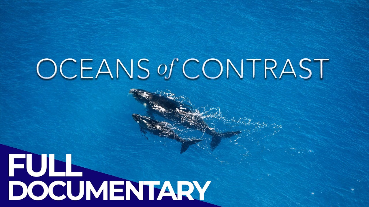 Oceans Of Contrast | FD Ocean - YouTube