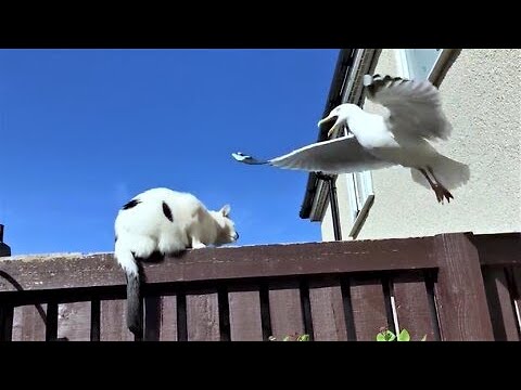 Wild seagull tries to have conversation with unimpressed cat - YouTube