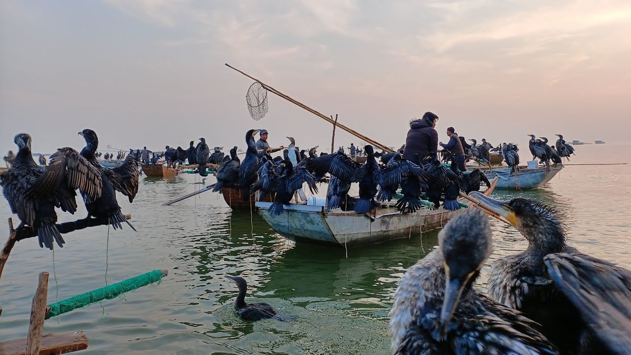 Fishing With Birds in China | 500 Bird Cormorant and 30 boats will ...