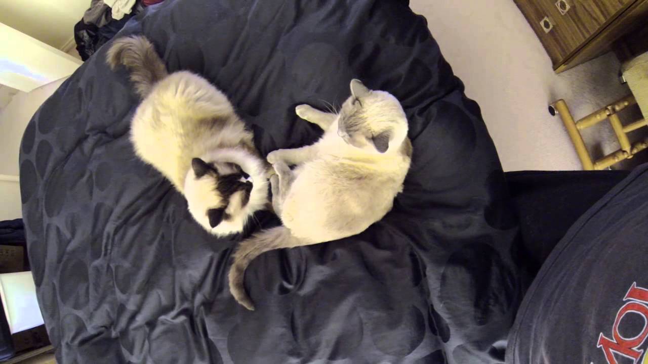 Ragdoll Cats Cuddle And Play Fight On Bed - ラグドール - PoathTV Floppy Cats ...
