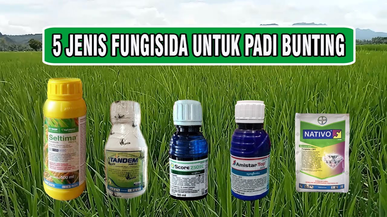 5 Jenis Fungisida Padi Bunting Yang Mengandung ZPT - YouTube