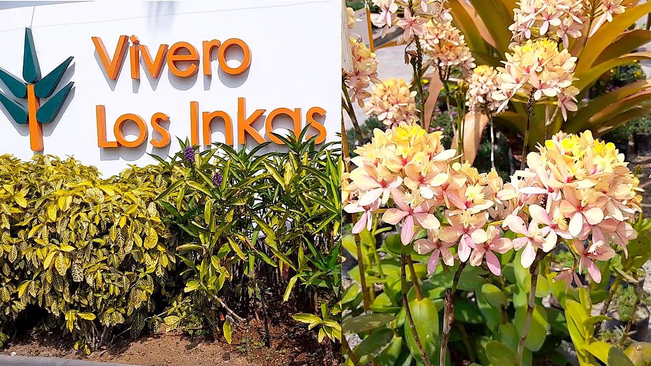 🌿VIVERO LOS INKAS en Surco Lima Perú venta de Plantas Ornamentales ...