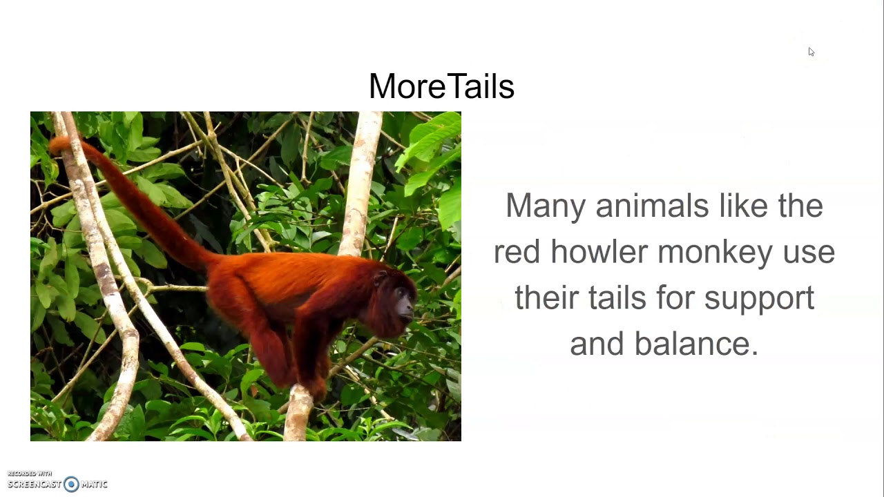 Animal Adaptations Day 1 Video 2 - YouTube