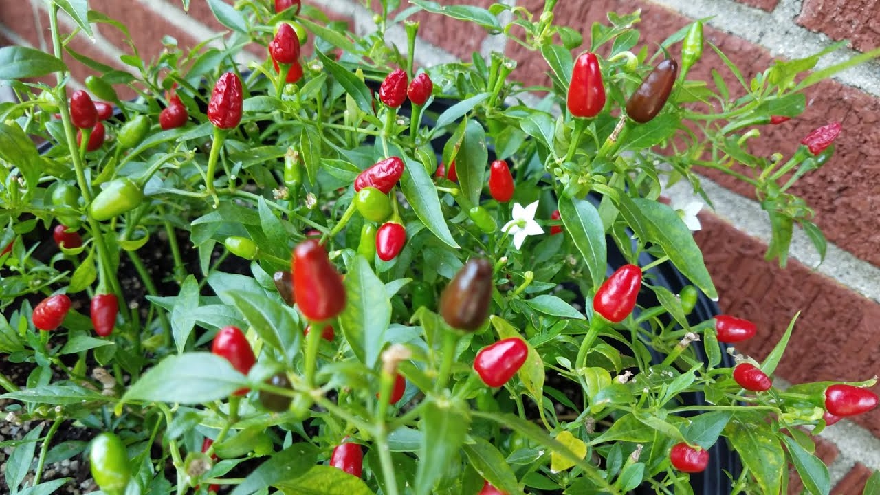 Siling laboyo - YouTube