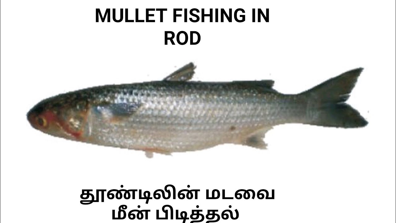 mullet fishing in tamilnadu bait fishing river fishing - YouTube
