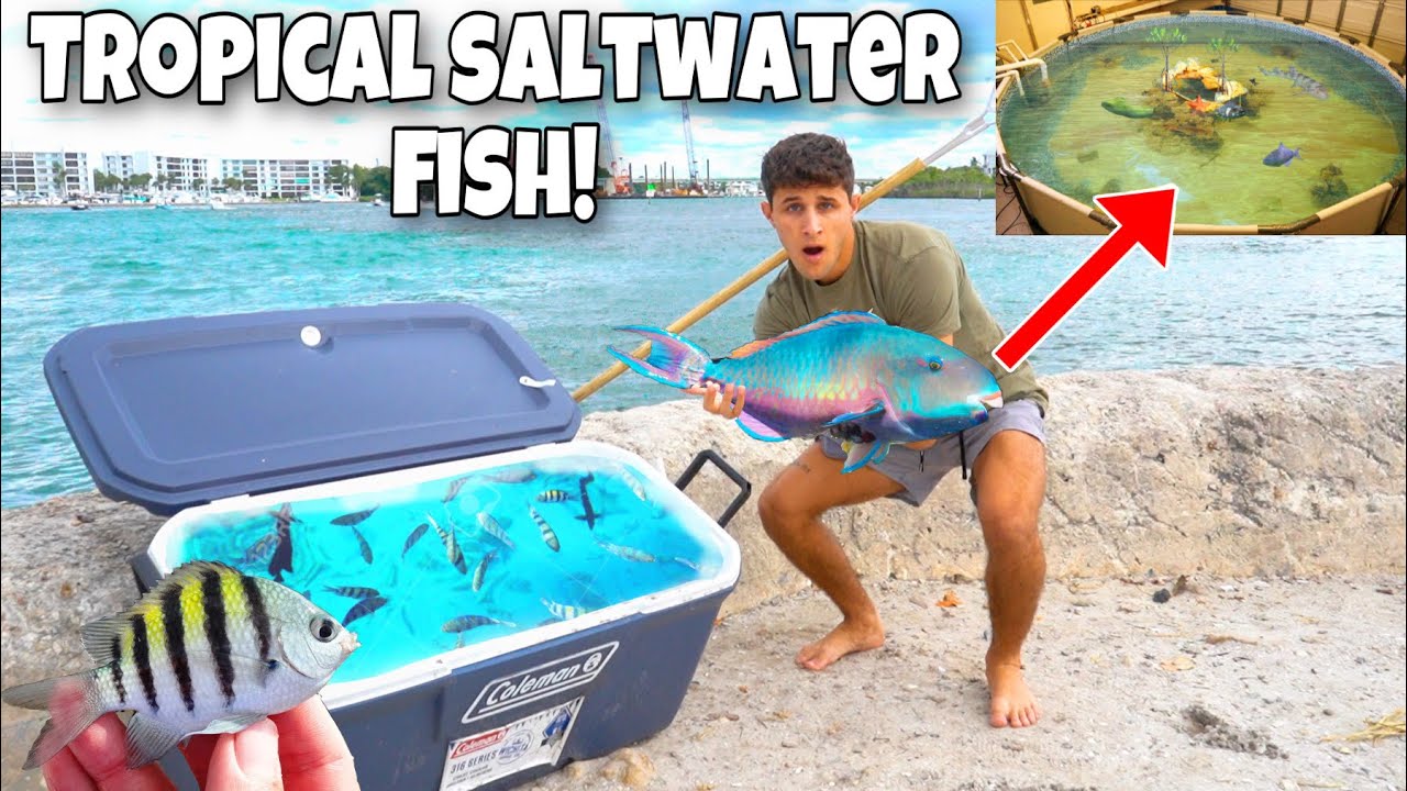Catching TROPICAL COLORFUL FISH For My Saltwater POND!! - YouTube