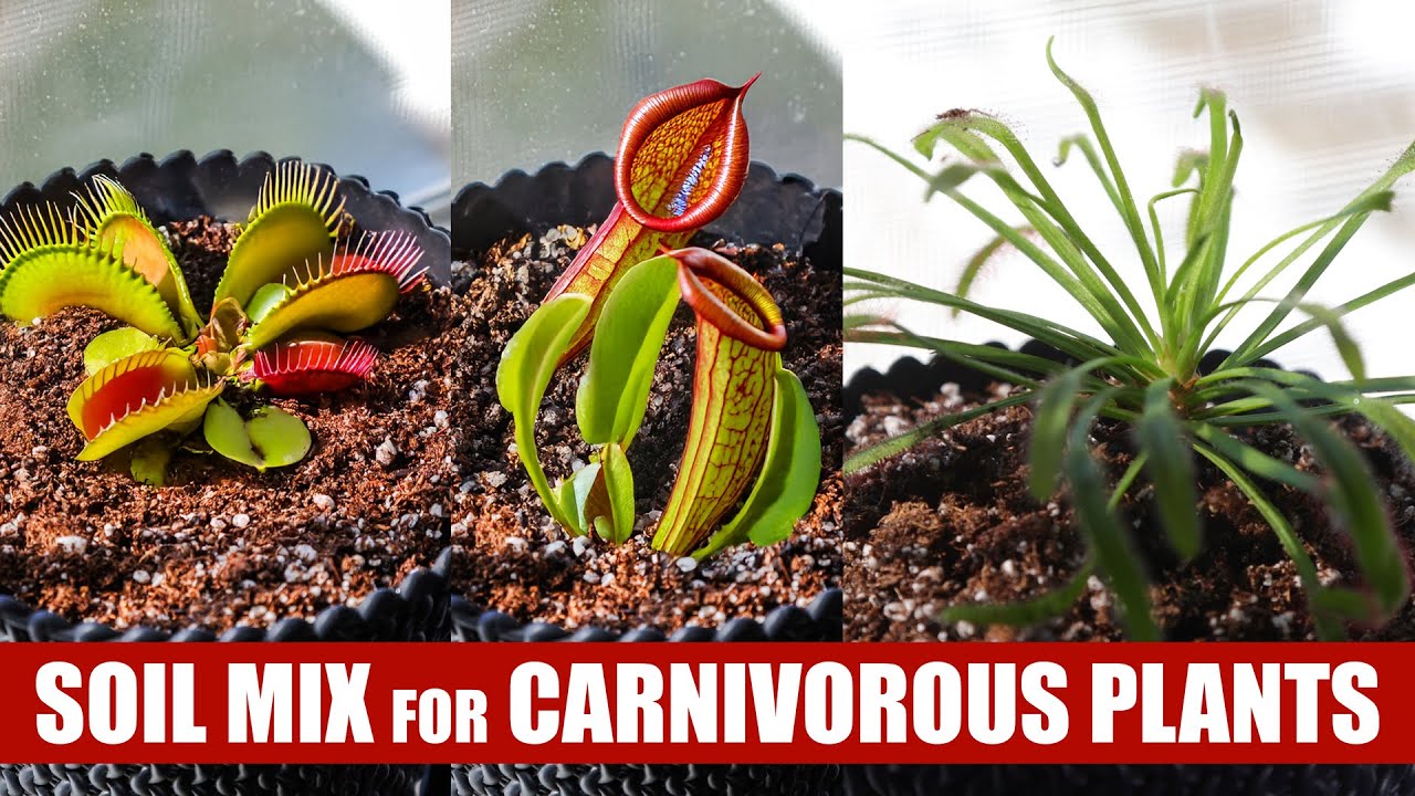 What Soil For Carnivorous Plants