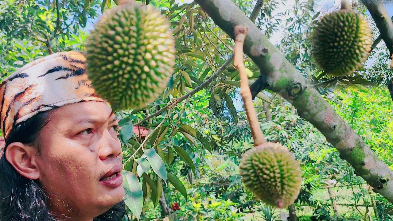 Pohon Durian Di Depan Rumah Mulai Berbunga - YouTube