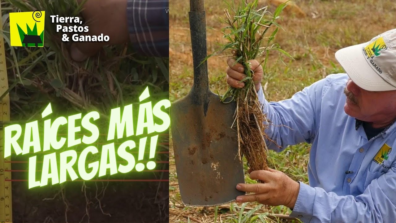 Haz que tus RAÍCES sean más LARGAS | Tierra Pastos & Ganado - YouTube