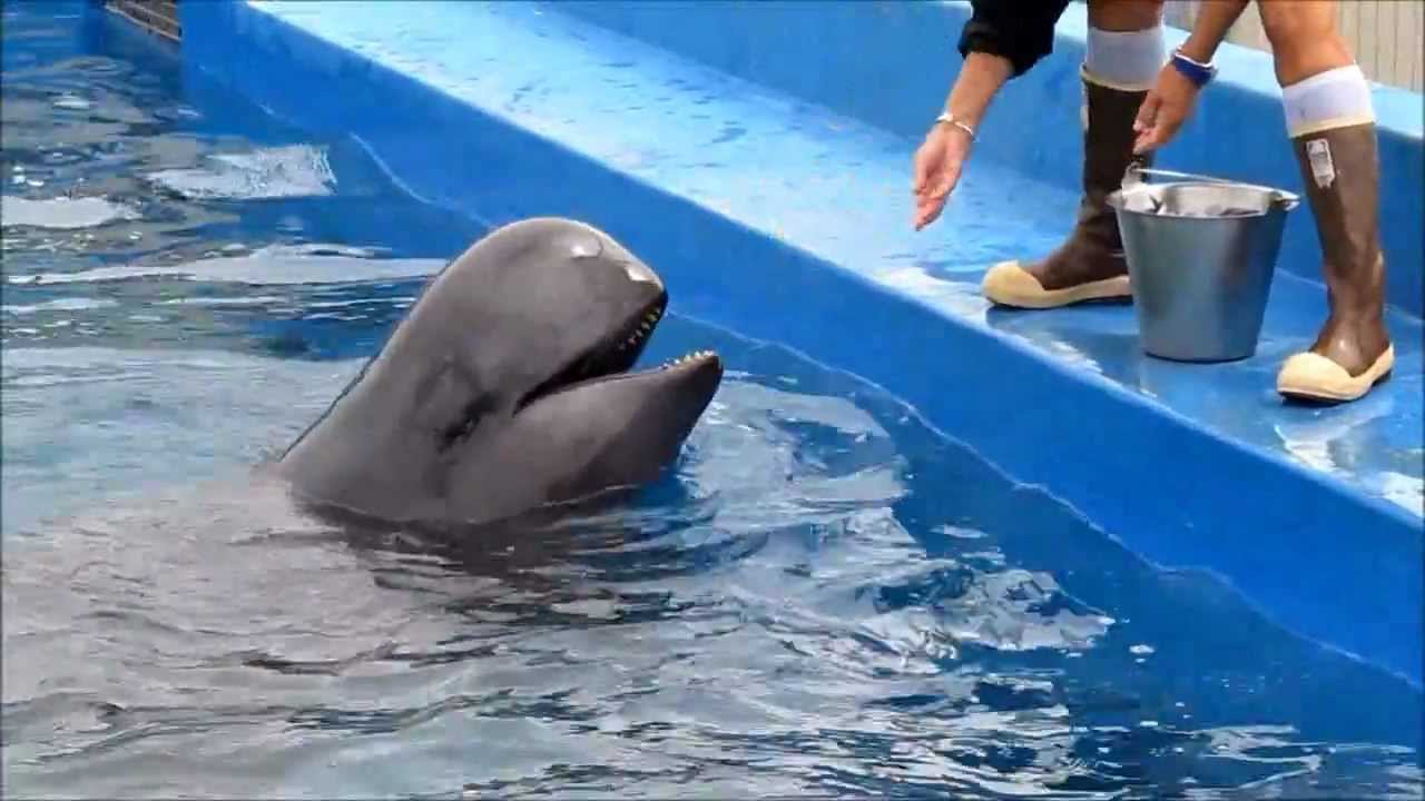 Back Stage at Seaworld - Sully the Pilot Whale - YouTube