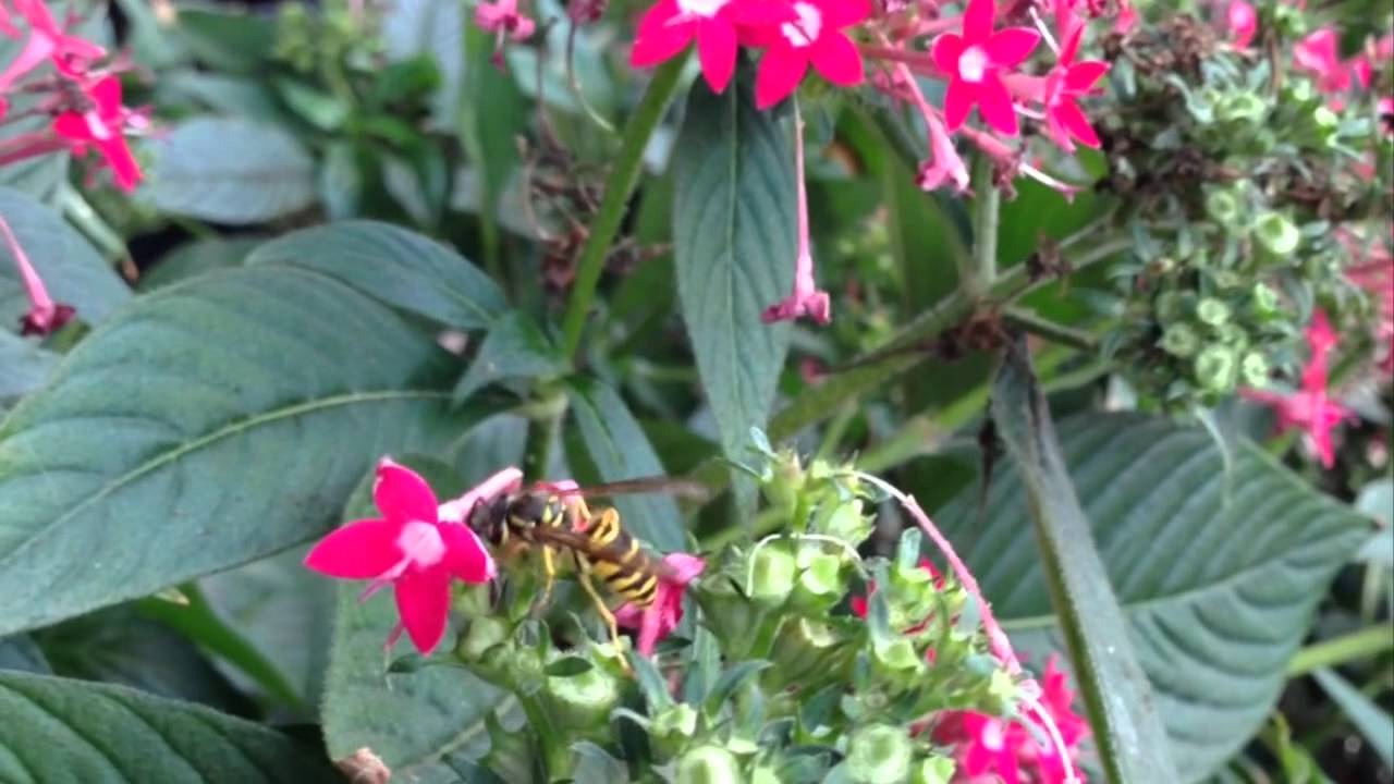 Insect Observation - YouTube