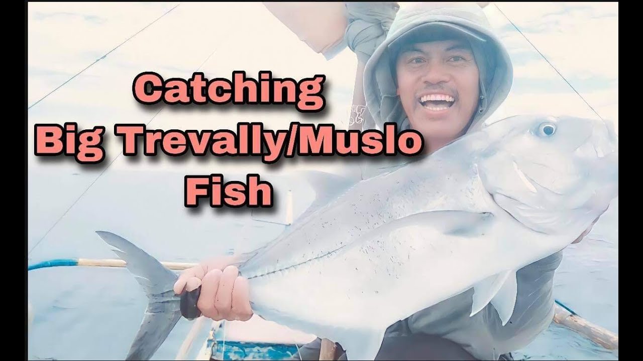 Catching Big Trevally/ Muslo Fish - YouTube