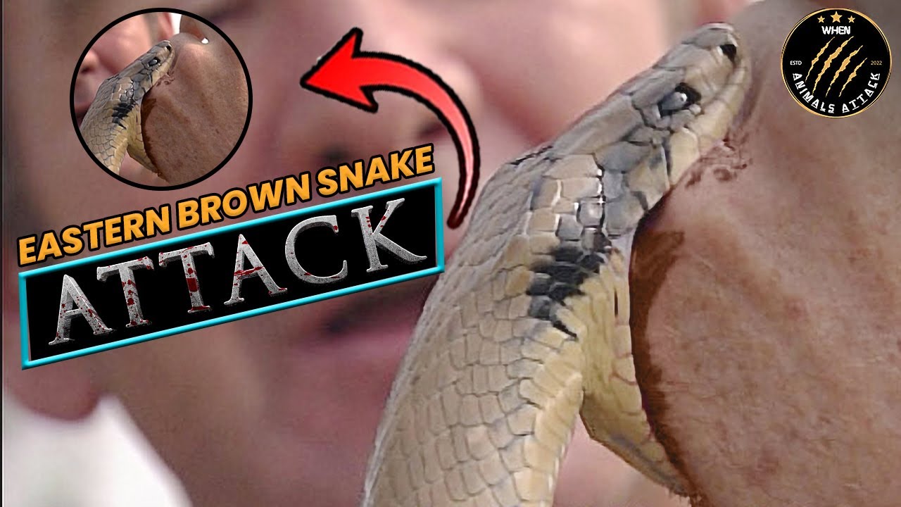The Recent Fatal Brown Snake Bite In Queensland, Australia - YouTube