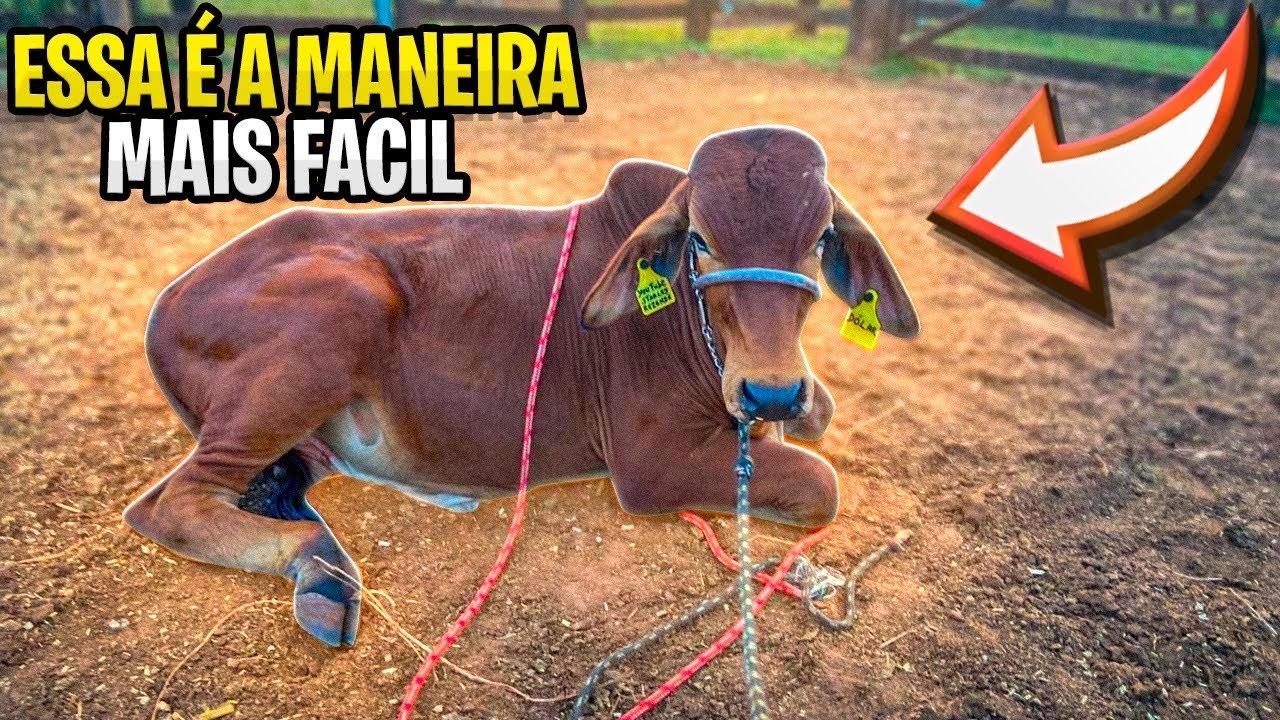 COMO ENSINAR SEU BOI A DEITAR - YouTube