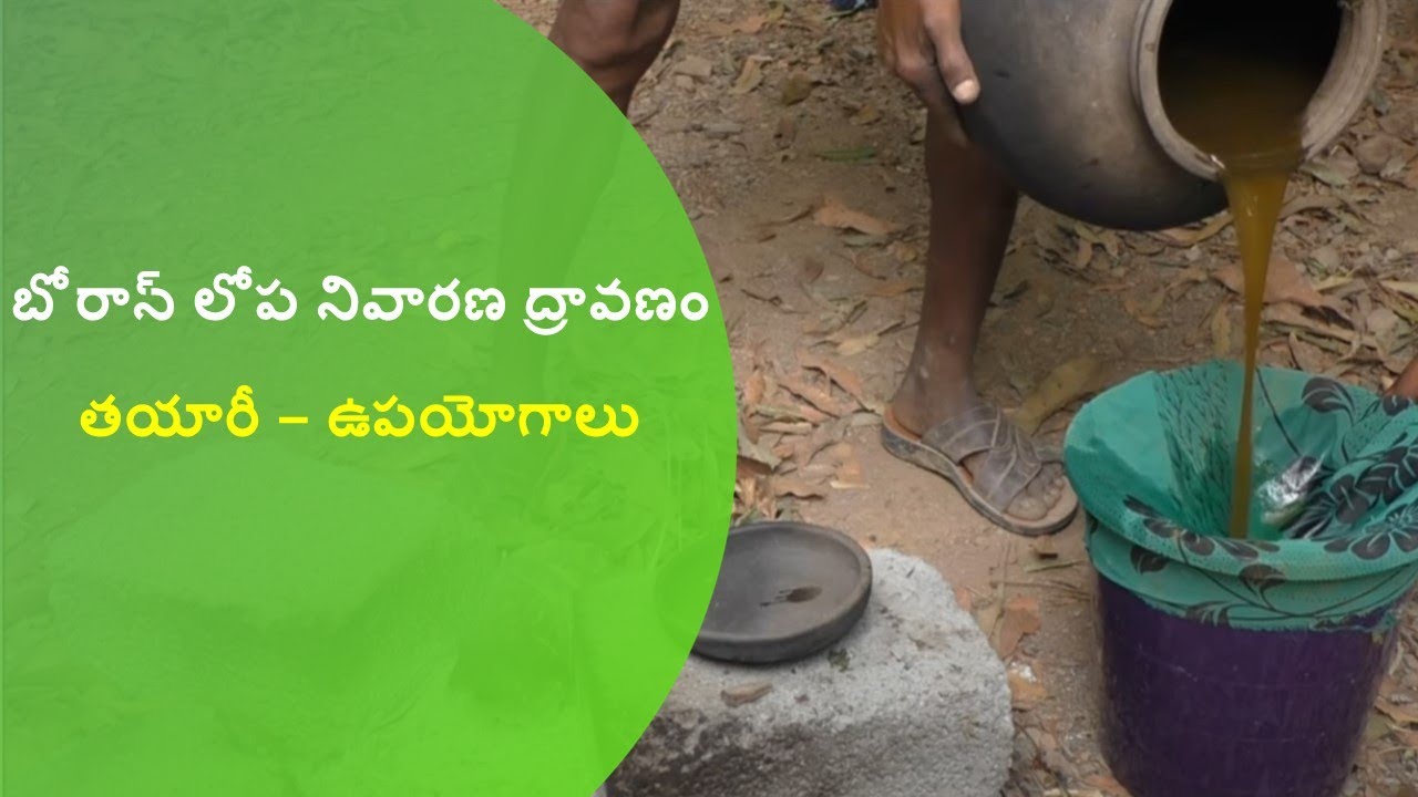 Natural Farming Solution to Boran Deficiency_Kurnool,AP - YouTube