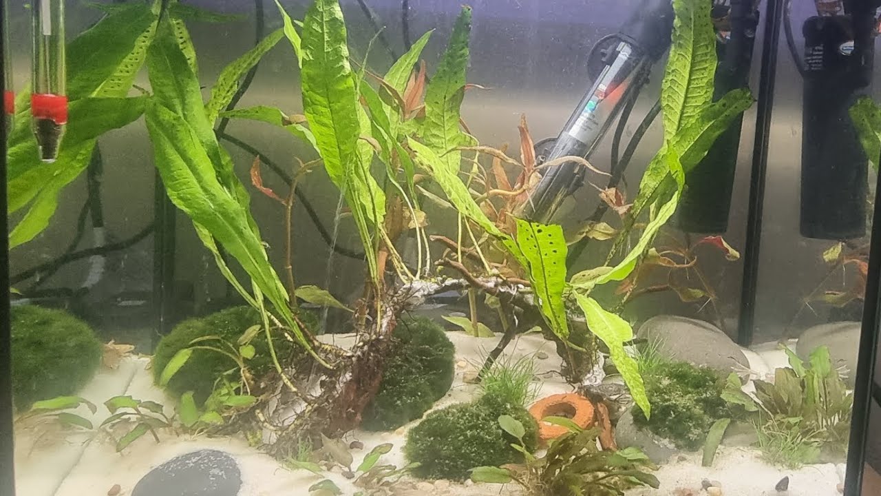 Aquascaping an aquatic frog tank. No Co2. Planted aquarium. Frog tank ...