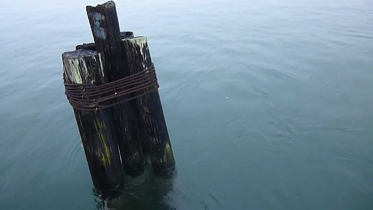 A Point White Pier Moment - YouTube