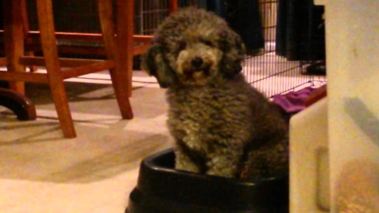 Zoe my poodle dog sits in food dish talking to me - YouTube