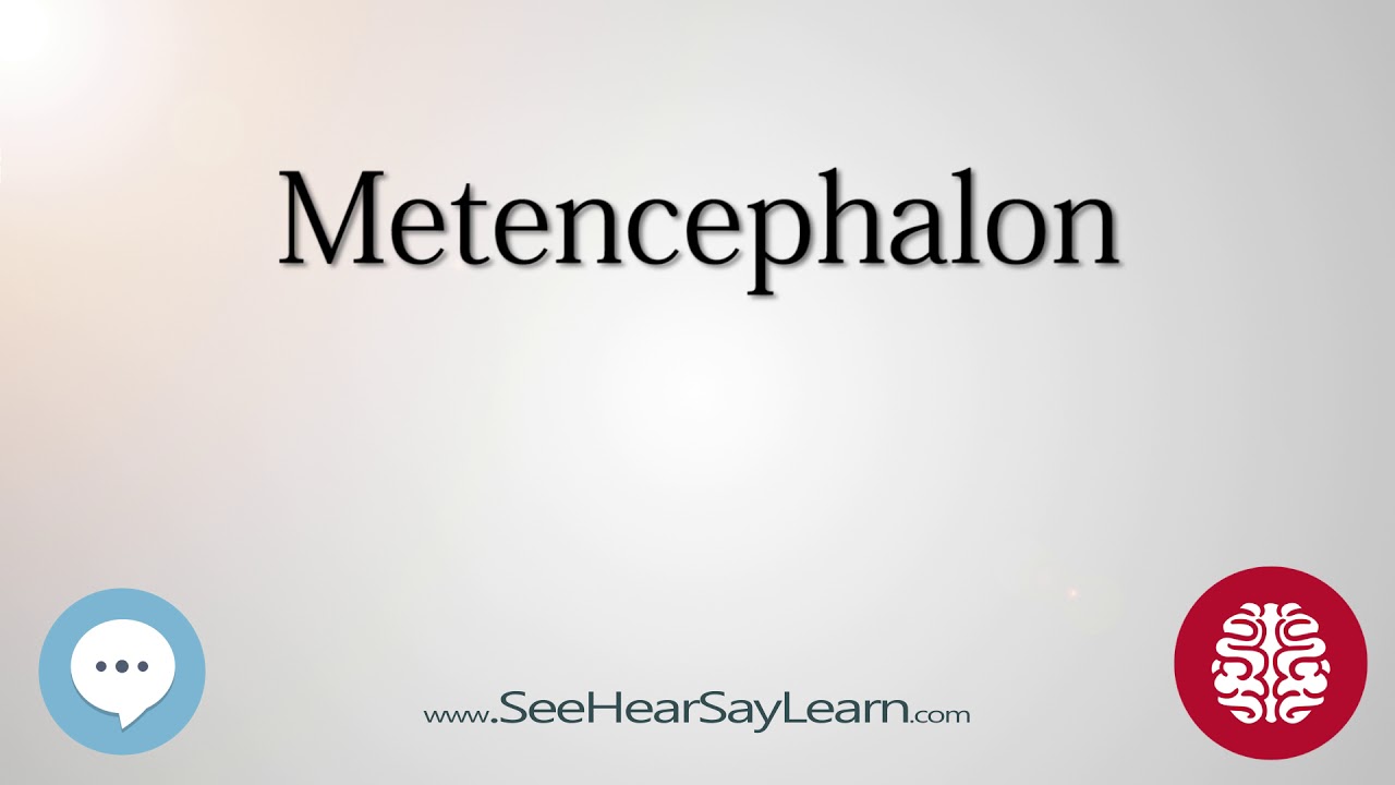 Metencephalon Anatomy of the Brain SeeHearSayLearn 🔊 - YouTube