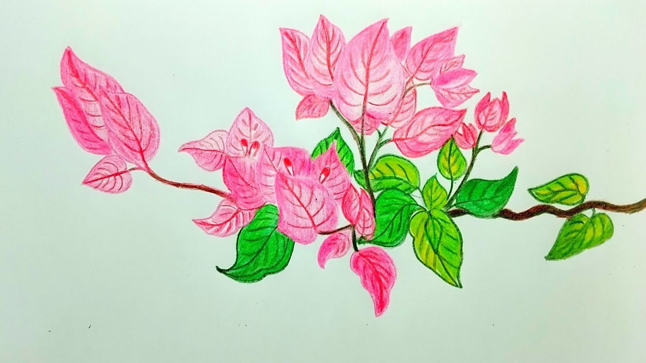 How to draw bougainvillea flower with colour pencil step by step for ...