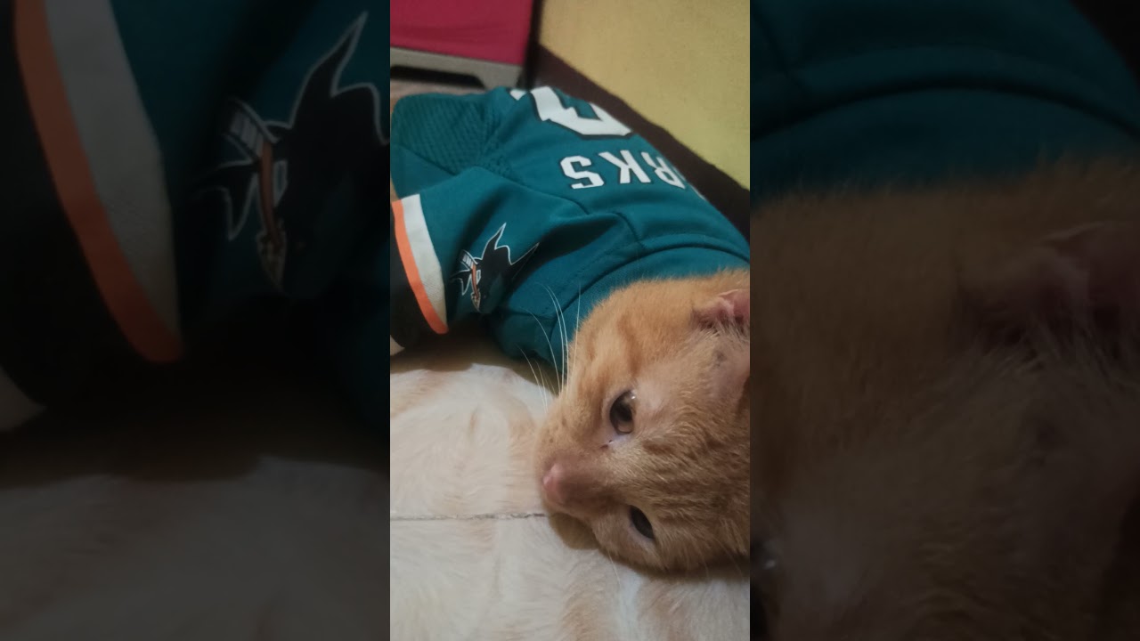 Real Life Garfield Cat - YouTube