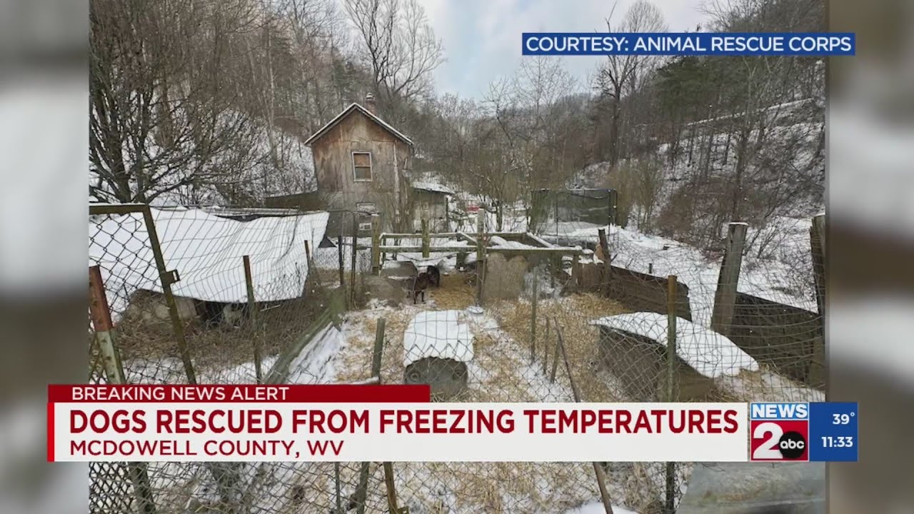 Dogs rescued from freezing temps brought to TN - YouTube