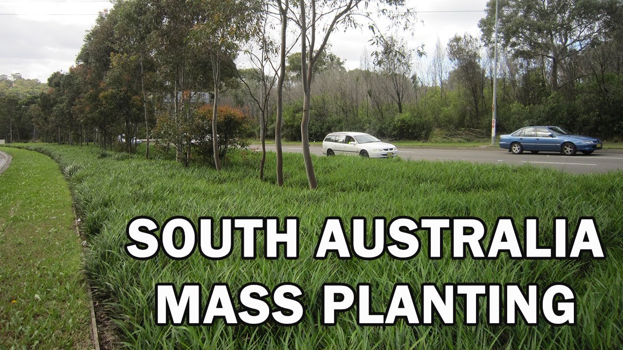 Top 10 Plants for Mass Planting in SA - YouTube