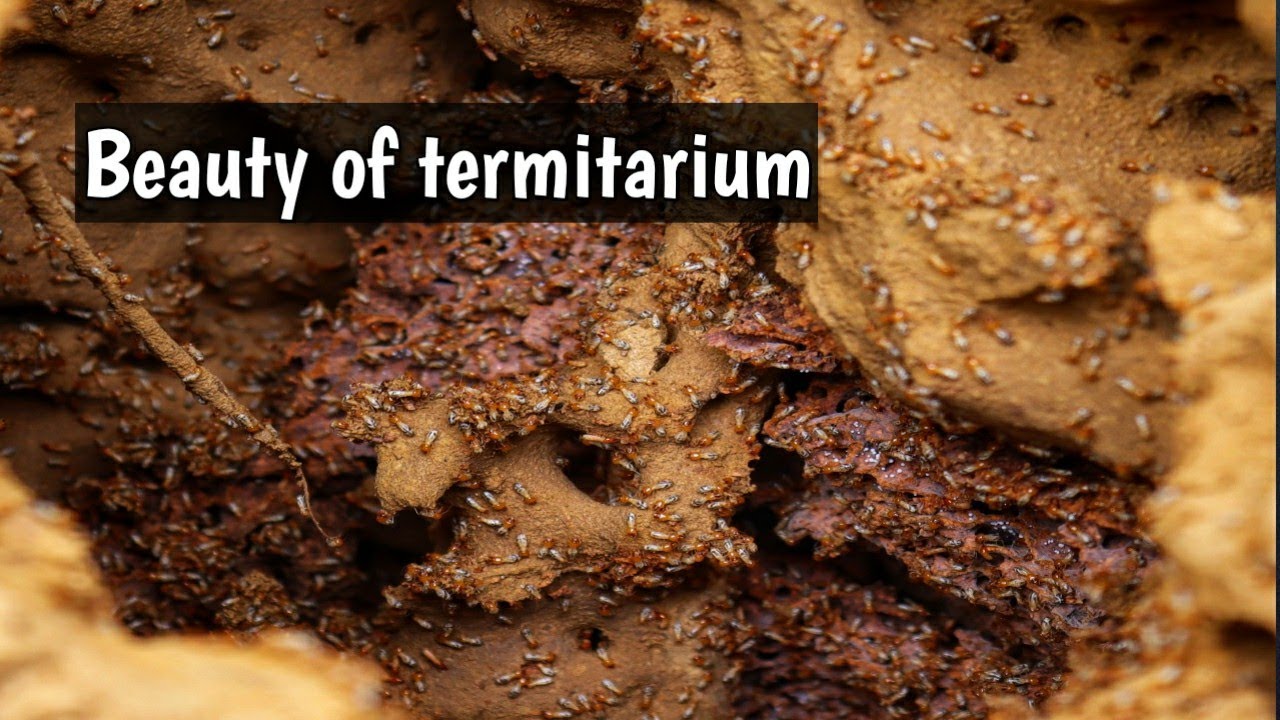 Let's explore the beauty of termitarium - YouTube