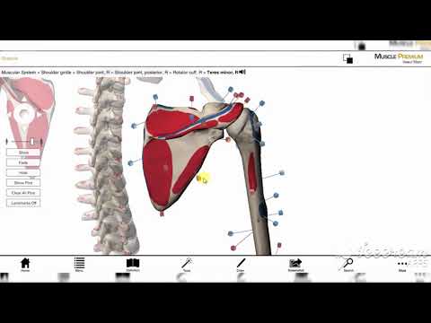 Músculo Redondo Menor - YouTube