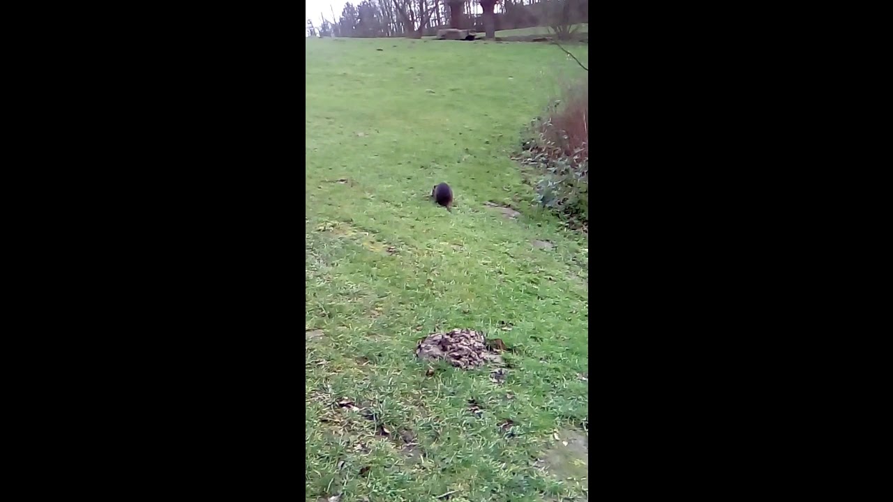 Nutria im Kurpark Bad Sassendorf Part 1 - YouTube