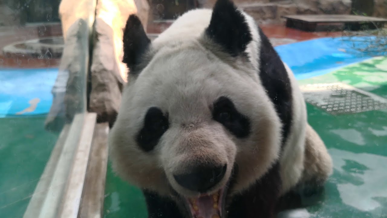 The panda poop熊猫拉屎 - YouTube