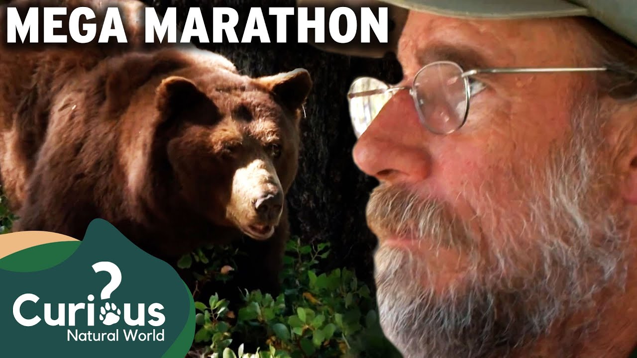 Brave Bear Whisperer Steve Searles Explores Mammoth Lakes | Curious ...