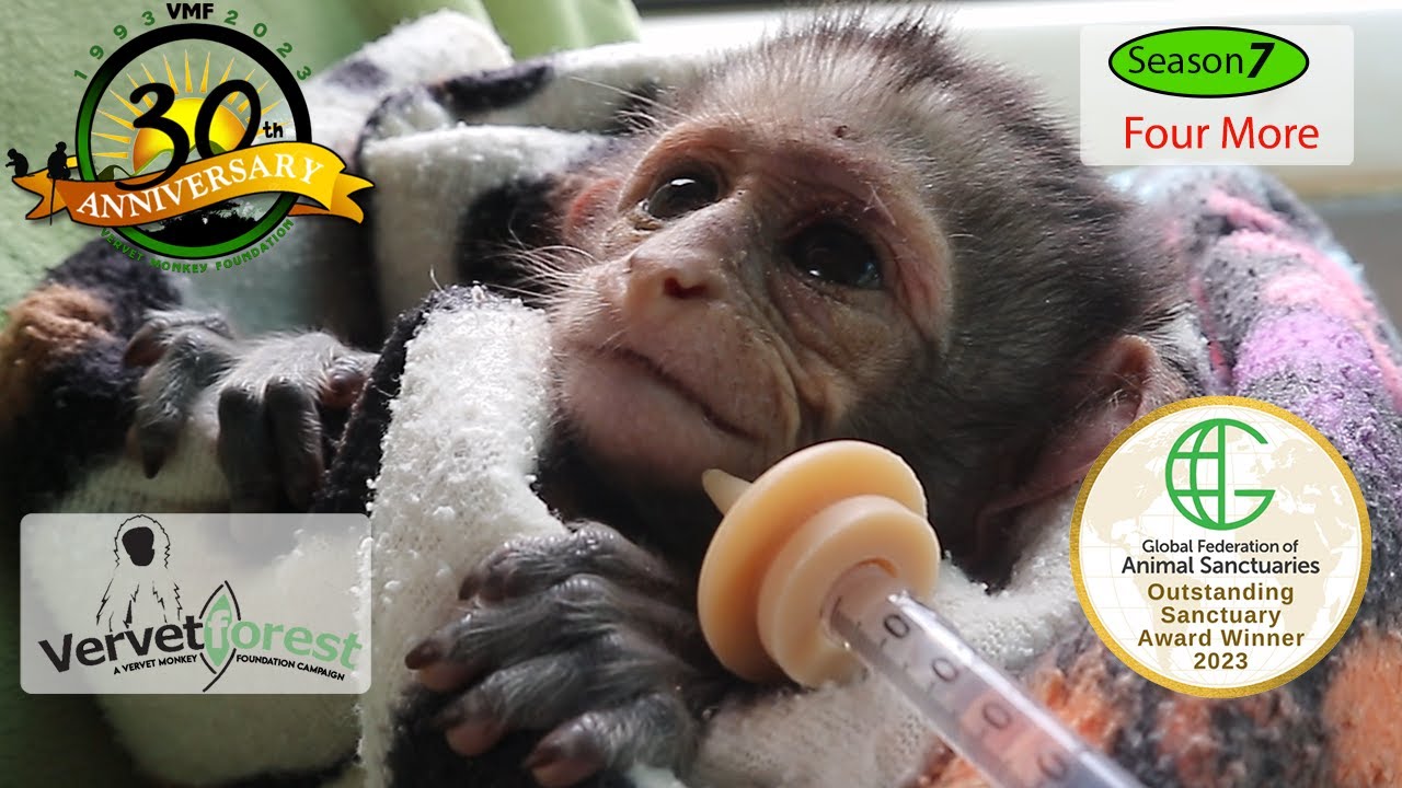4 Baby Orphan Monkeys' Unbelievable Stories of Survival 🐒💔 - YouTube