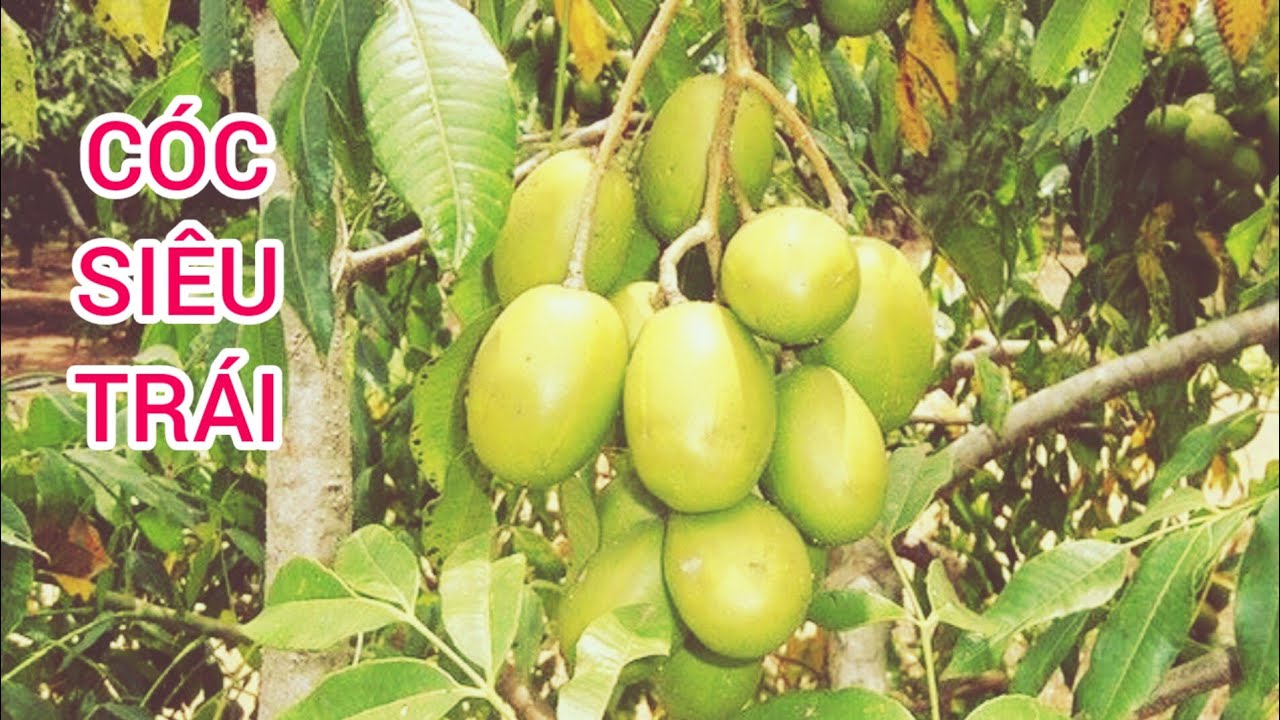 CÂY CÓC THÁI SIÊU QUẢ | THAI TOAD TREE - YouTube