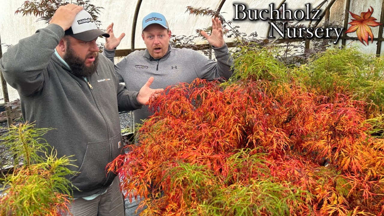Acer japonicum X 'Gossamer' Dwarf Full Moon Japanese Maple at Buchholz ...