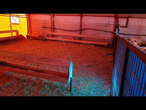 Kuzularin  anneleri emismesi  ve uyku yem duzeni