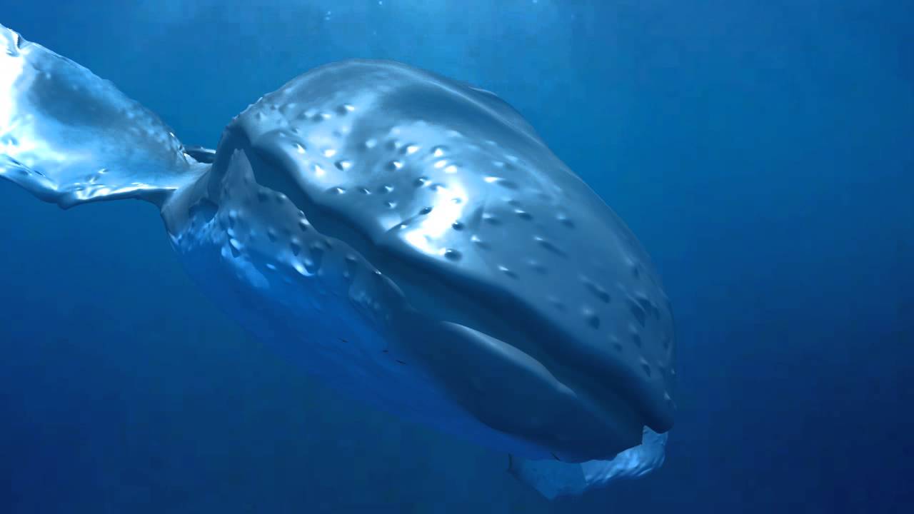 whale movement - YouTube