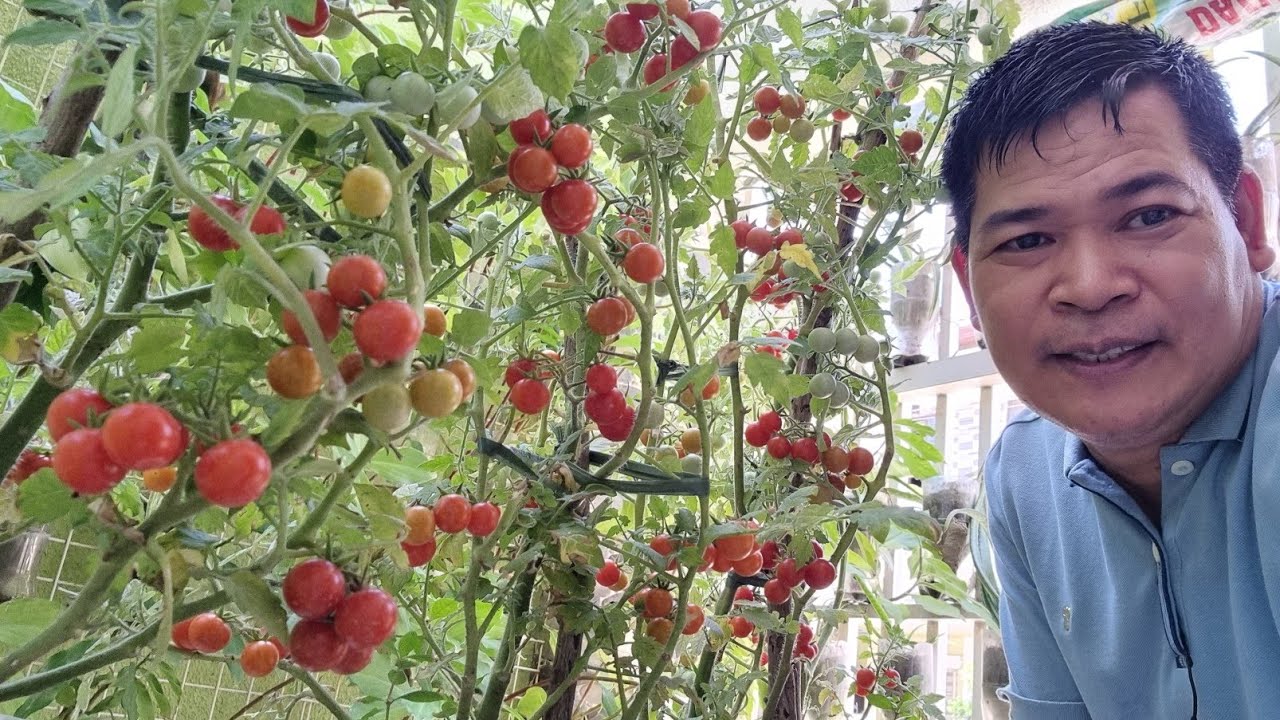 LIVE SA MGA TANIM NA KAMATIS NA HITIK NA HITIK SA BUNGA - YouTube