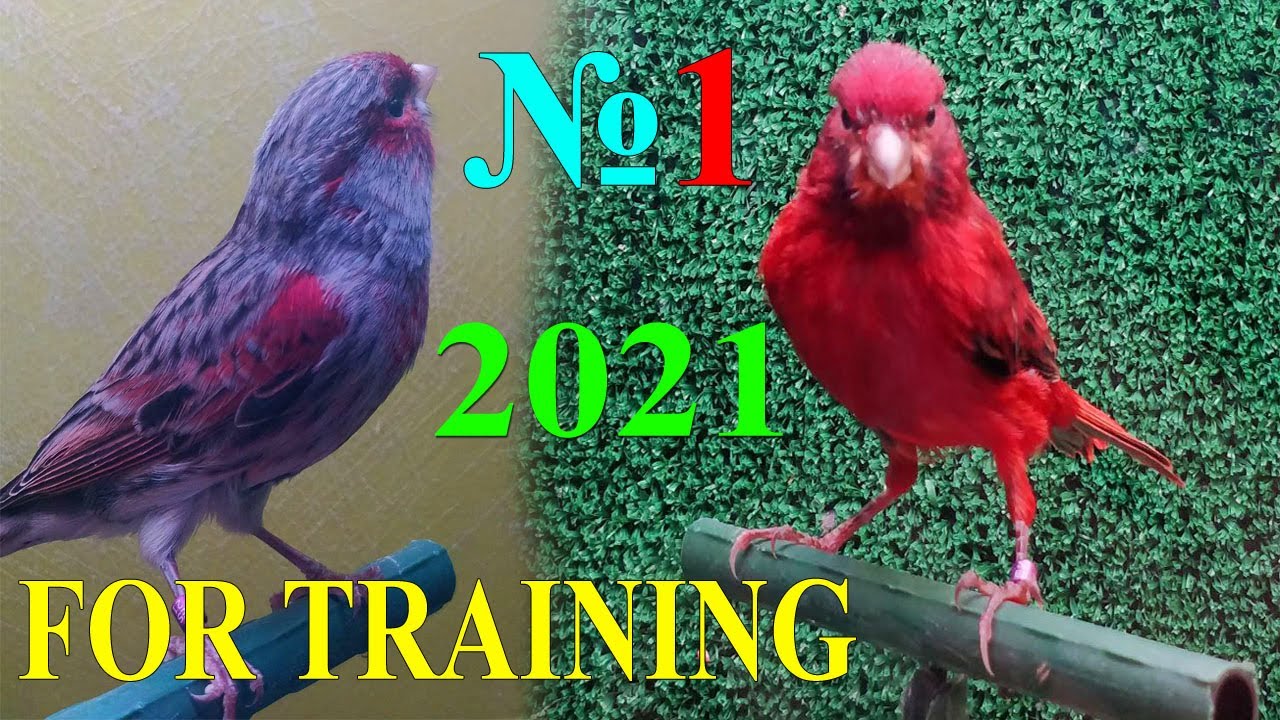 THE BEST RUSSIAN CANARY SINGING (Audio 2:31 Min ) For Training ...