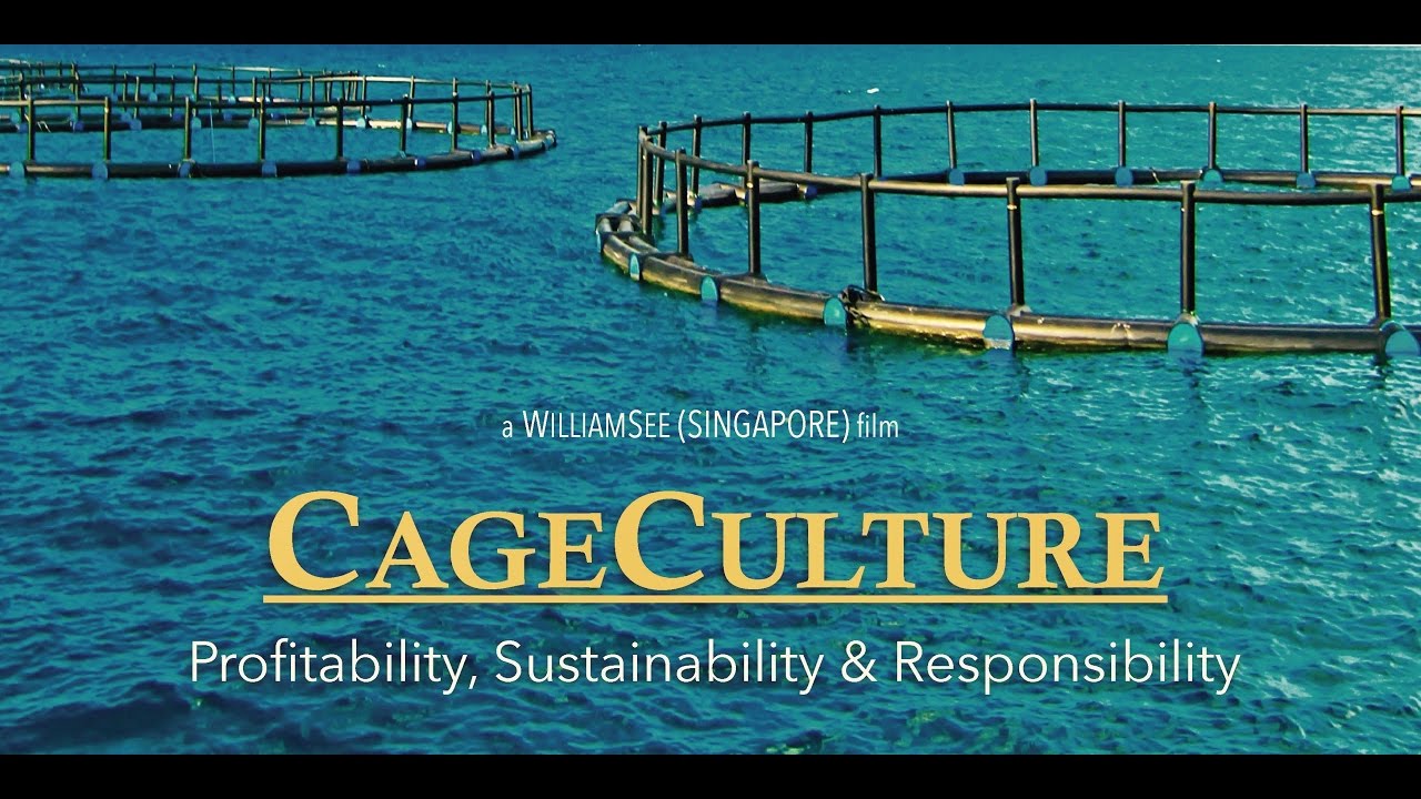 CAGE CULTURE - An Aquaculture Documentary - YouTube