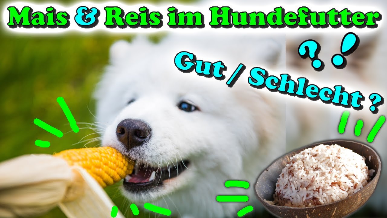 Reis und Mais im Hundefutter / Ist diese Hundeernährung - gut oder ...
