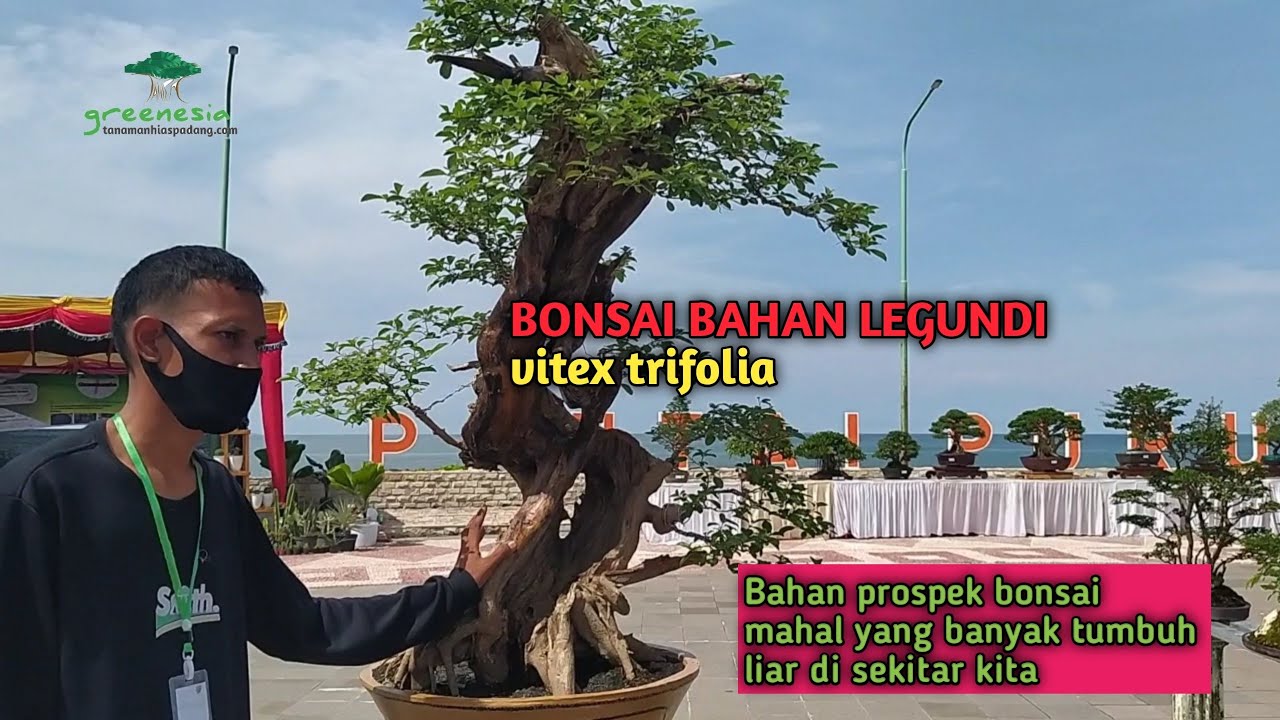 BONSAI LEGUNDI bak emas terpendam dari SUMATERA BARAT karena banyak ...