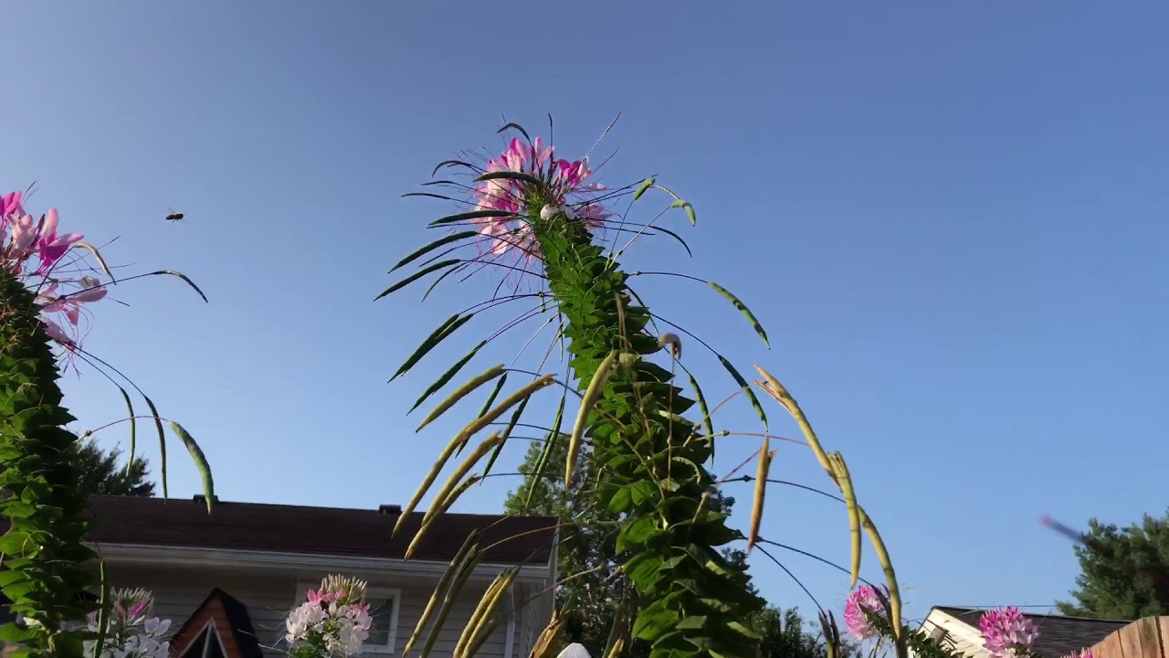 Watching bees in the Spider Flowers (Cleome). - YouTube