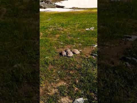 Kablumbağaların çiftleşmesi